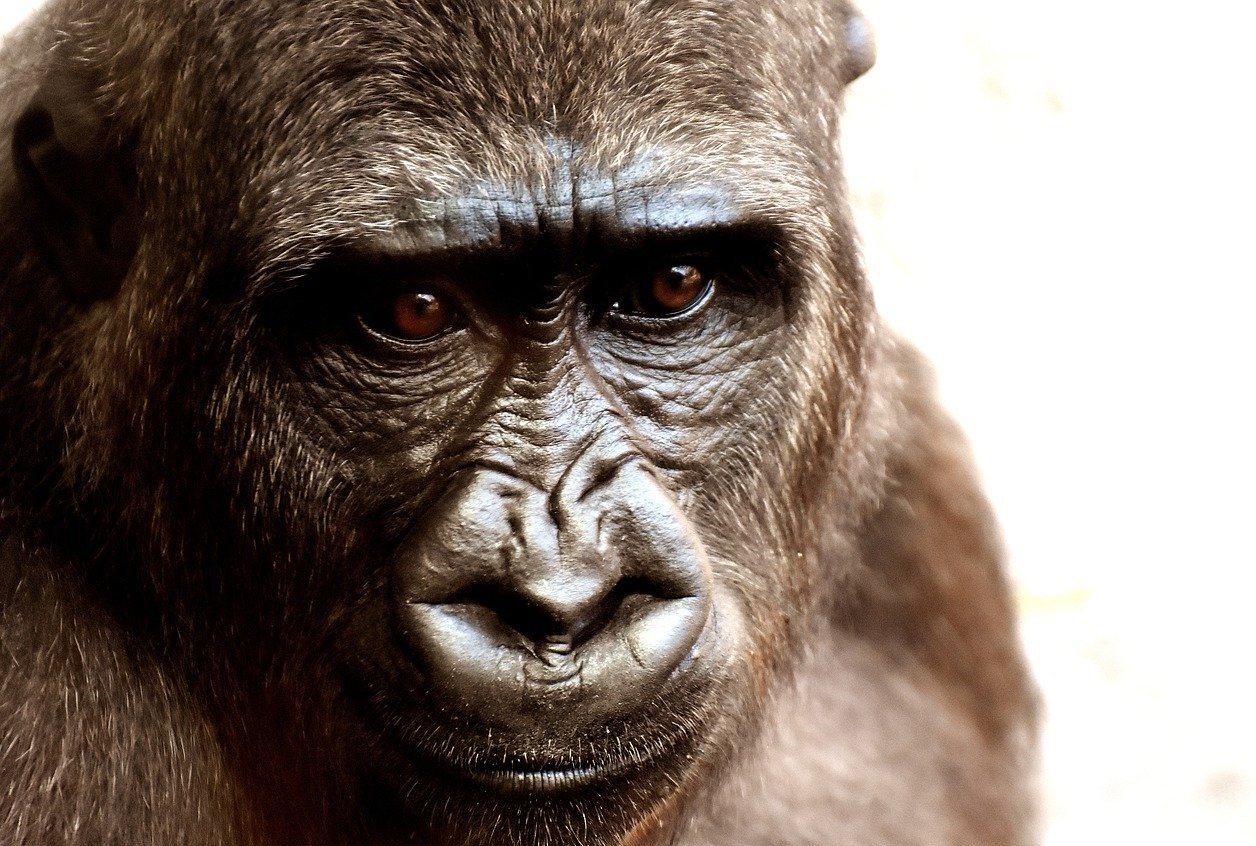La protection des espèces en Afrique vue par Emile Ouosso